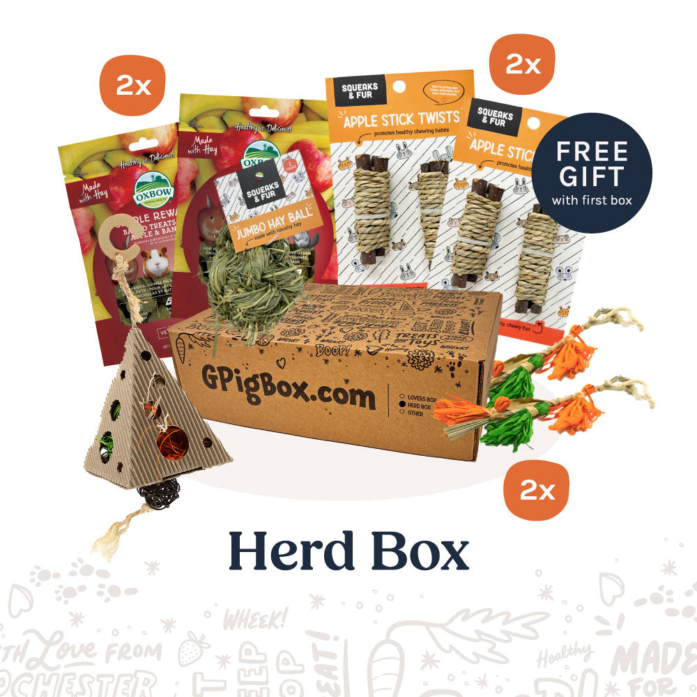 The Herd Box: 3-5 Guinea Pigs - Monthly Subscription Box | GPigBox