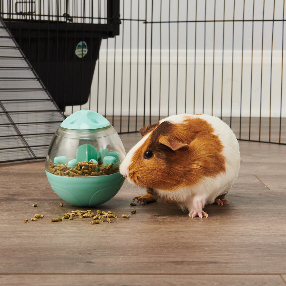 GPigBox.com - Monthly Guinea Pig Subscription Box USA